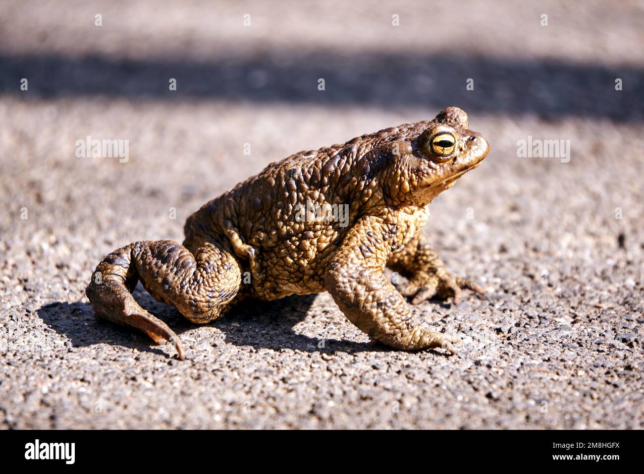 A toad basking in the sun in spring in Poland Stock Photo - Alamy