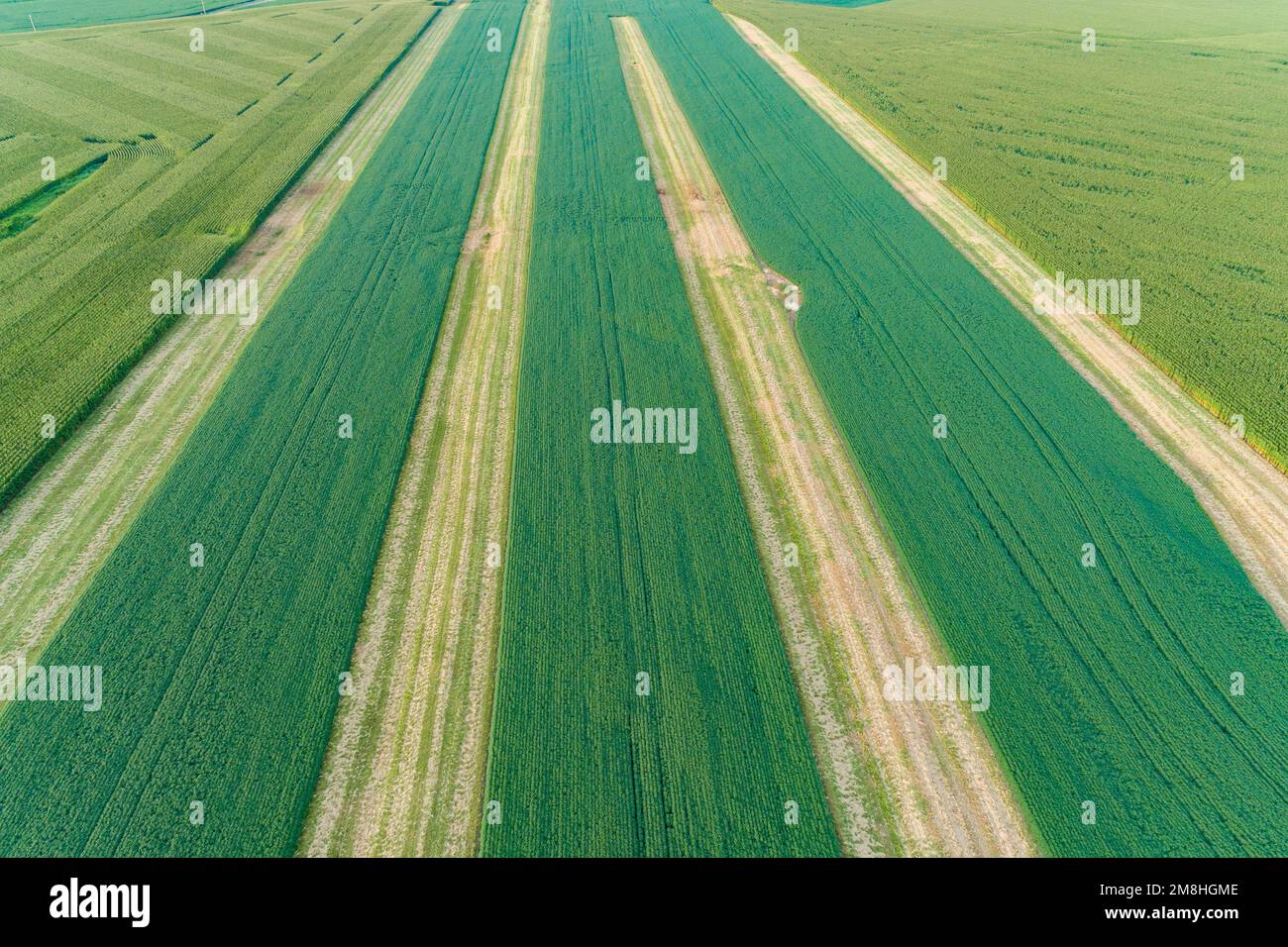 Usa illinois soybean field hi-res stock photography and images - Alamy