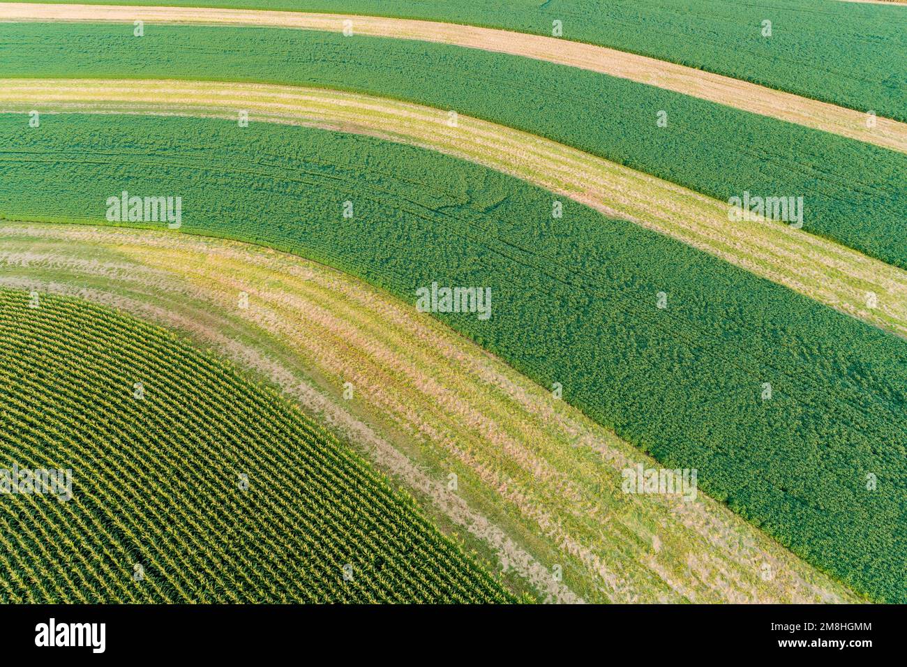 Usa illinois soybean field hi-res stock photography and images - Alamy