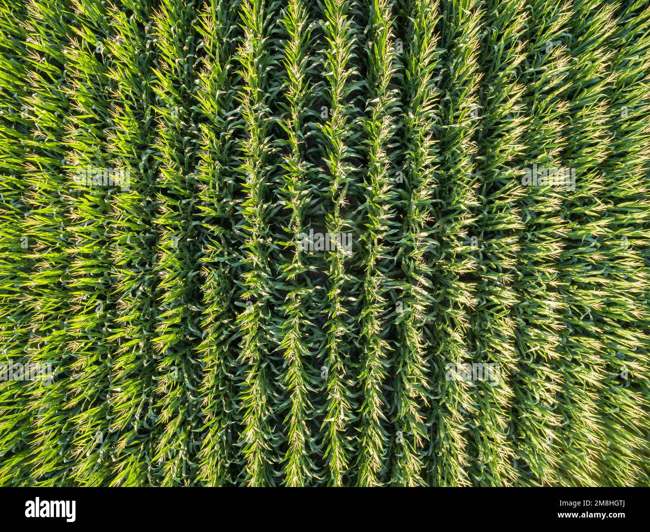 Corn field aerial hi-res stock photography and images - Alamy