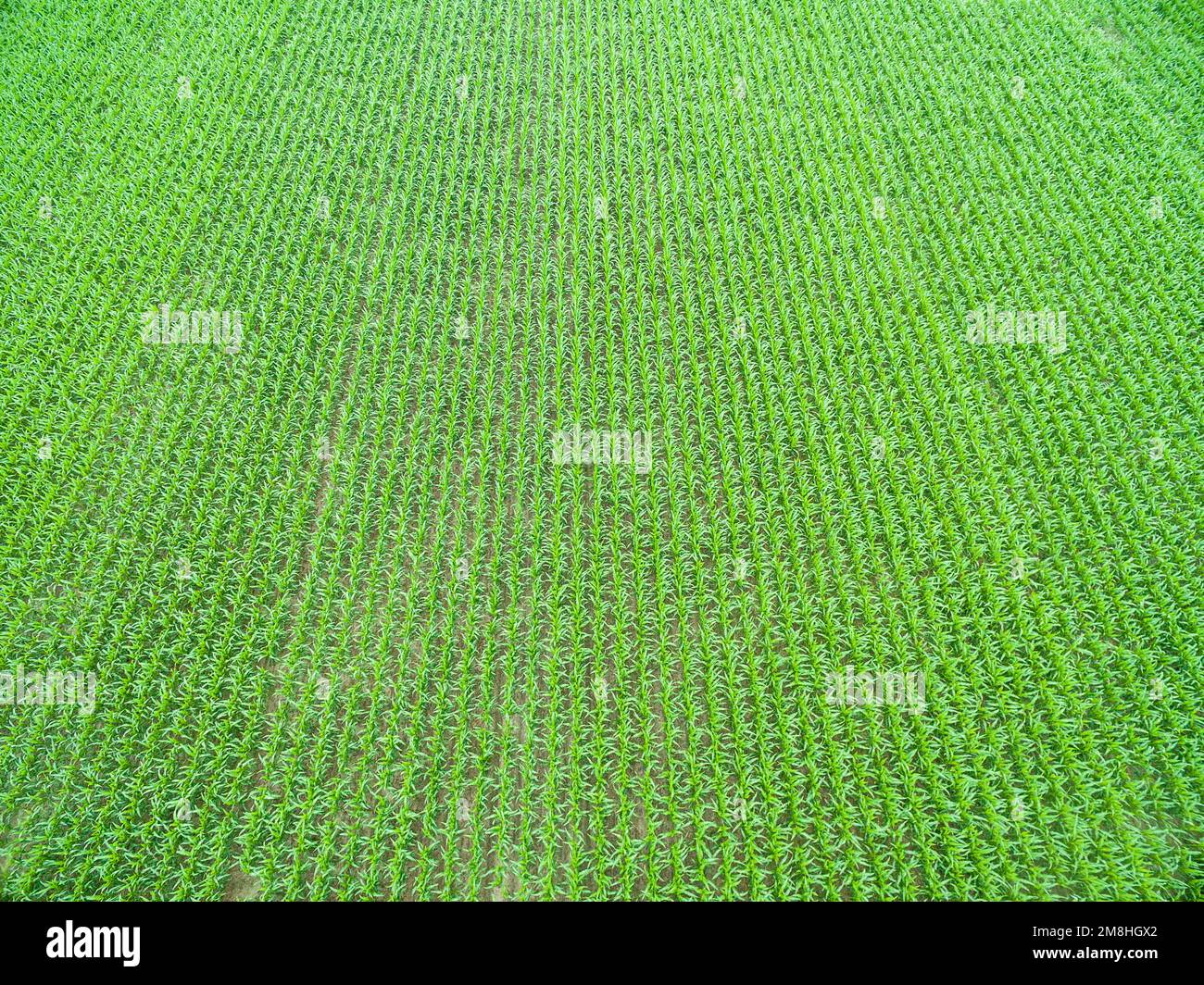 Corn field aerial hi-res stock photography and images - Alamy