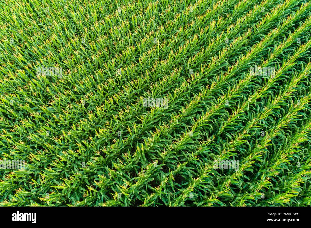 Corn farming usa aerial hi-res stock photography and images - Alamy