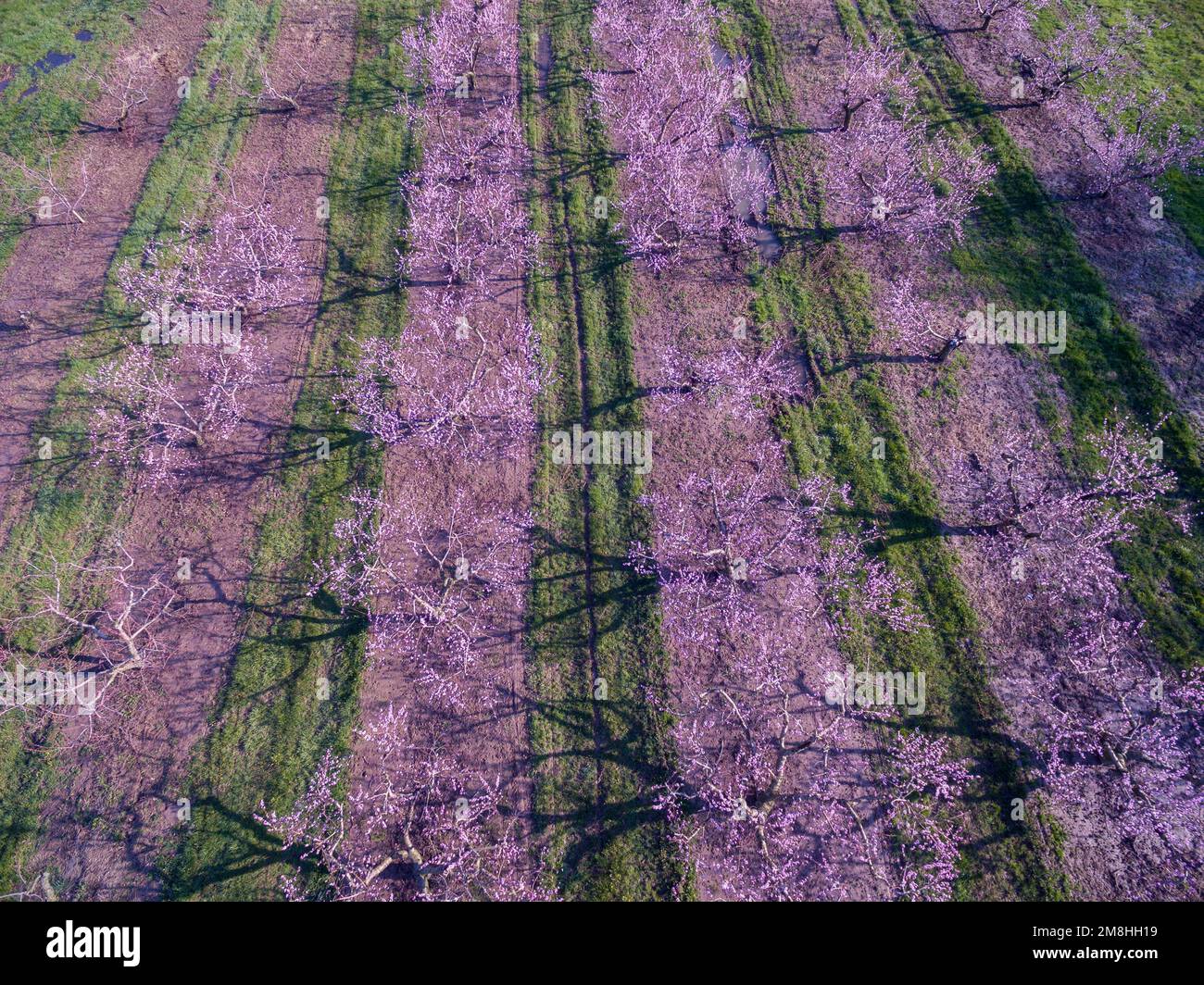 Peach orchard in spring aerial hi-res stock photography and images - Alamy