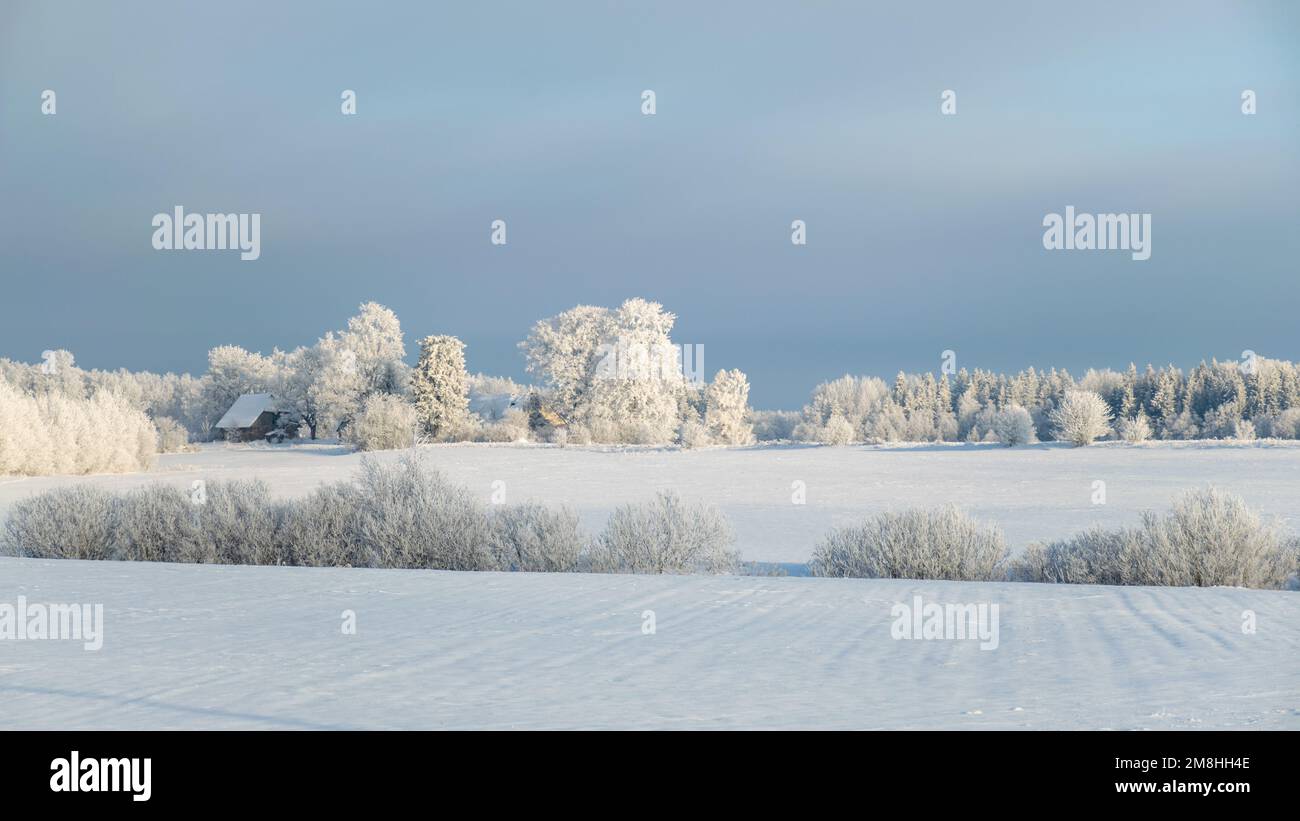 a wonderful sunny winter day, trees covered with white frost and grass ...