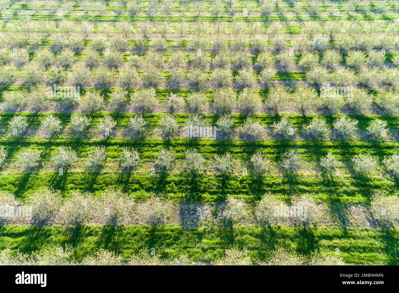 Aerial view apple orchard in hi-res stock photography and images - Alamy