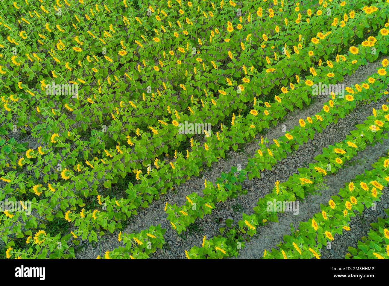 63801-15208 Aerial view of sunflower field Sam Parr State Park Jasper ...