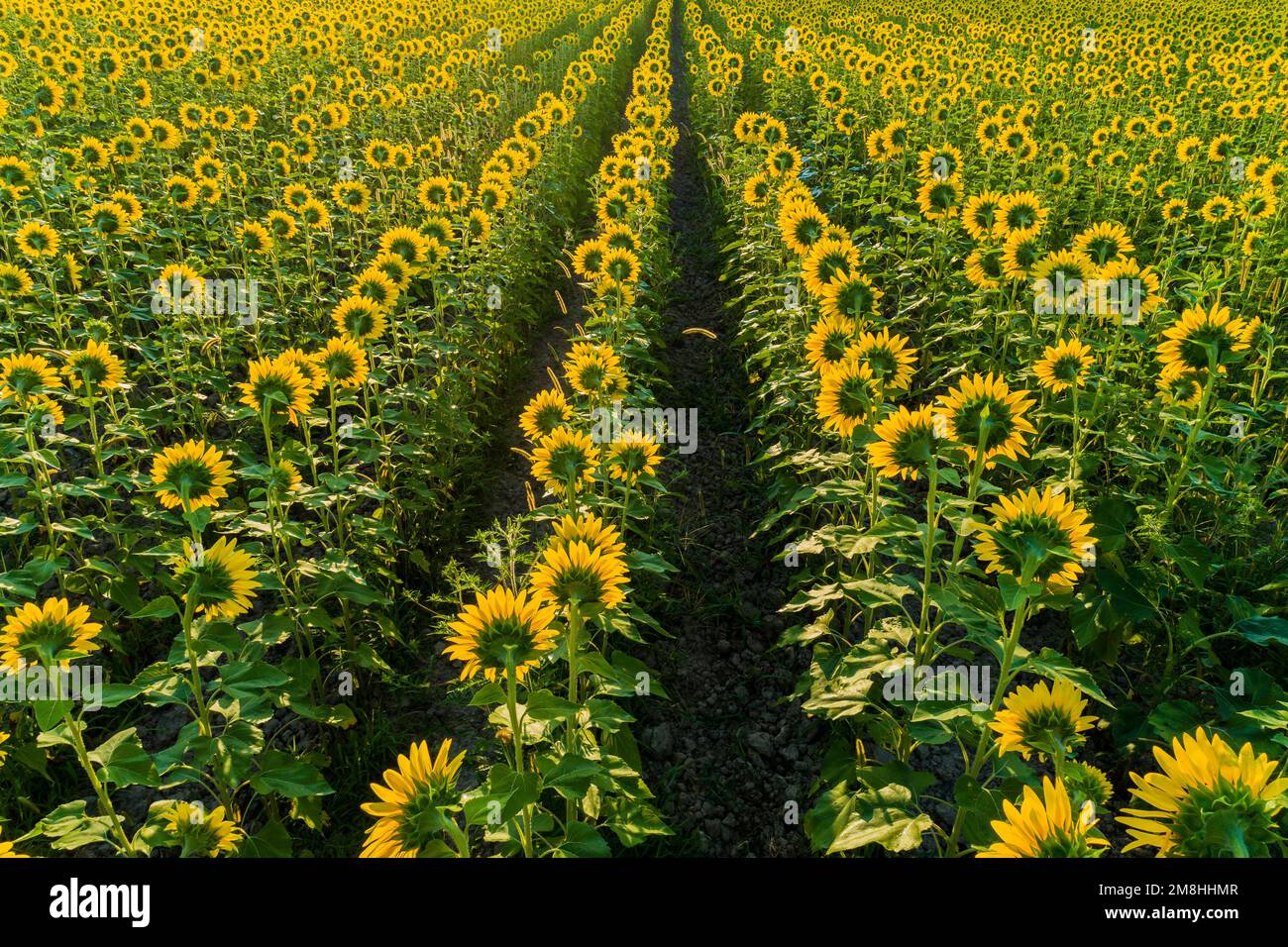63801-15304 Aerial view of sunflower field Sam Parr State Park Jasper ...