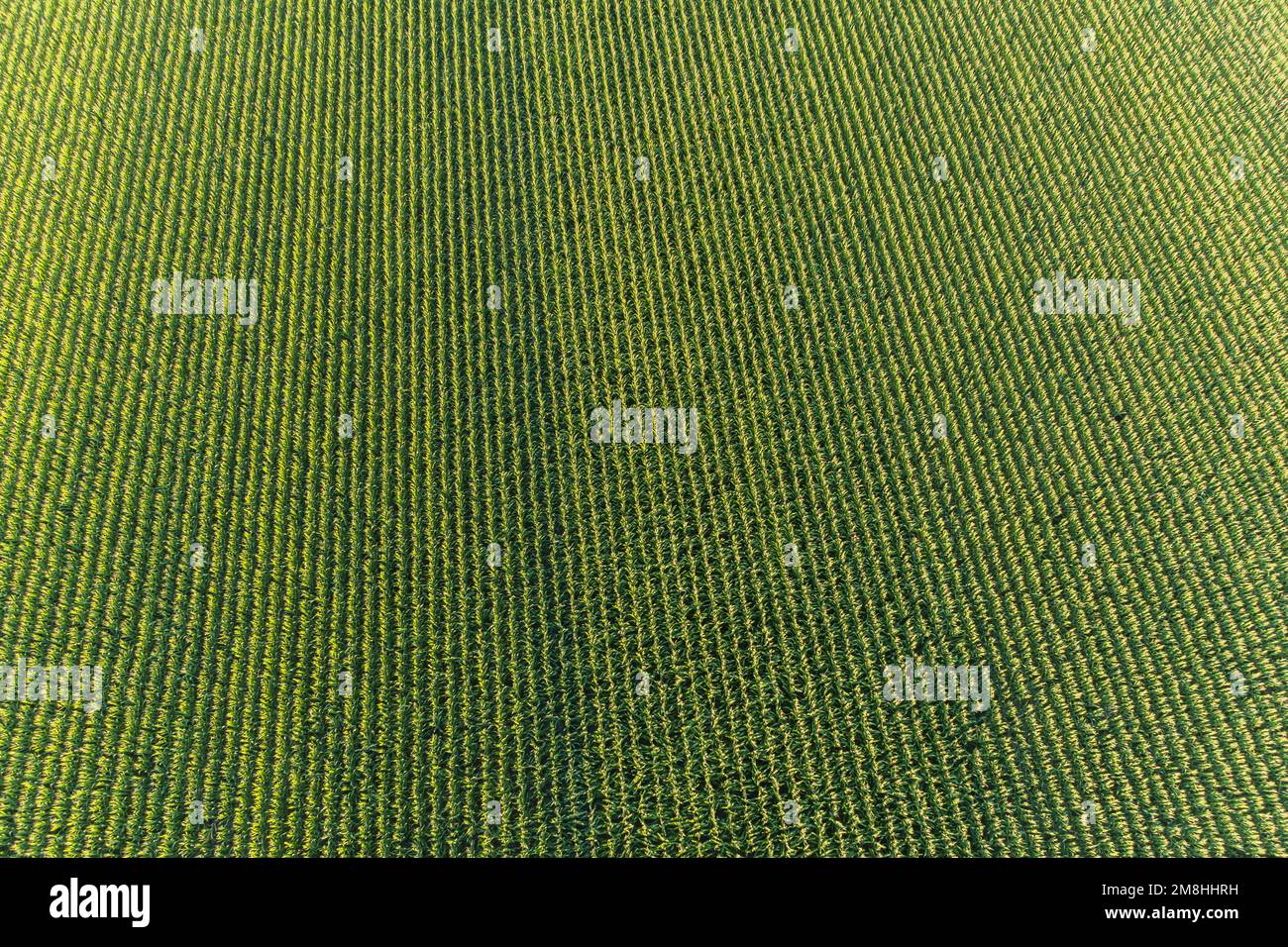 Corn rows abstract hi-res stock photography and images - Alamy