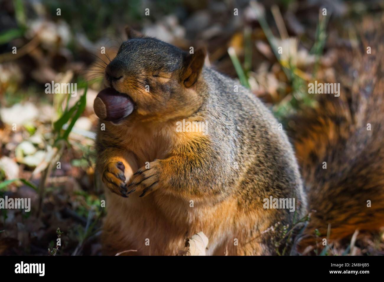 Squirrel eating chestnut hi-res stock photography and images - Alamy