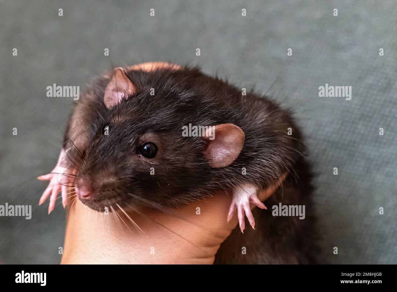 Rat Santa hat. Symbol of the Chinese New Year. Funny black rat Dumbo in ...