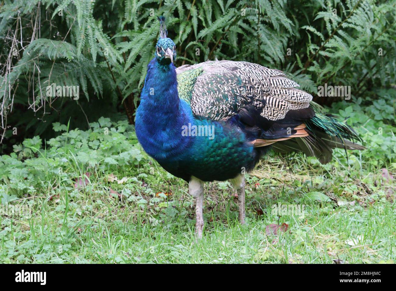 Elegant peacock logo hi-res stock photography and images - Alamy