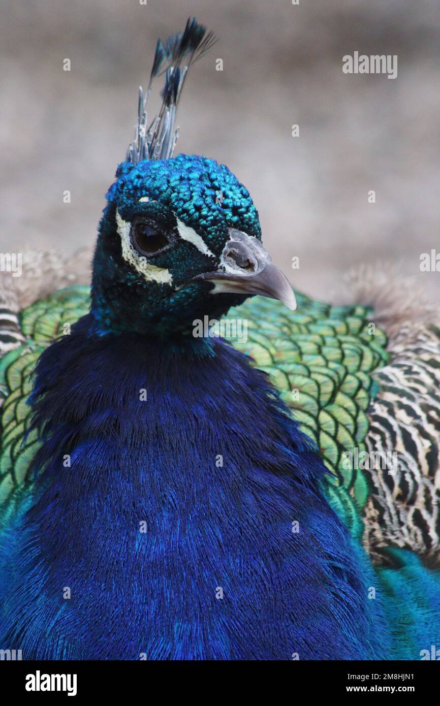 Peacock in close up Stock Photo - Alamy