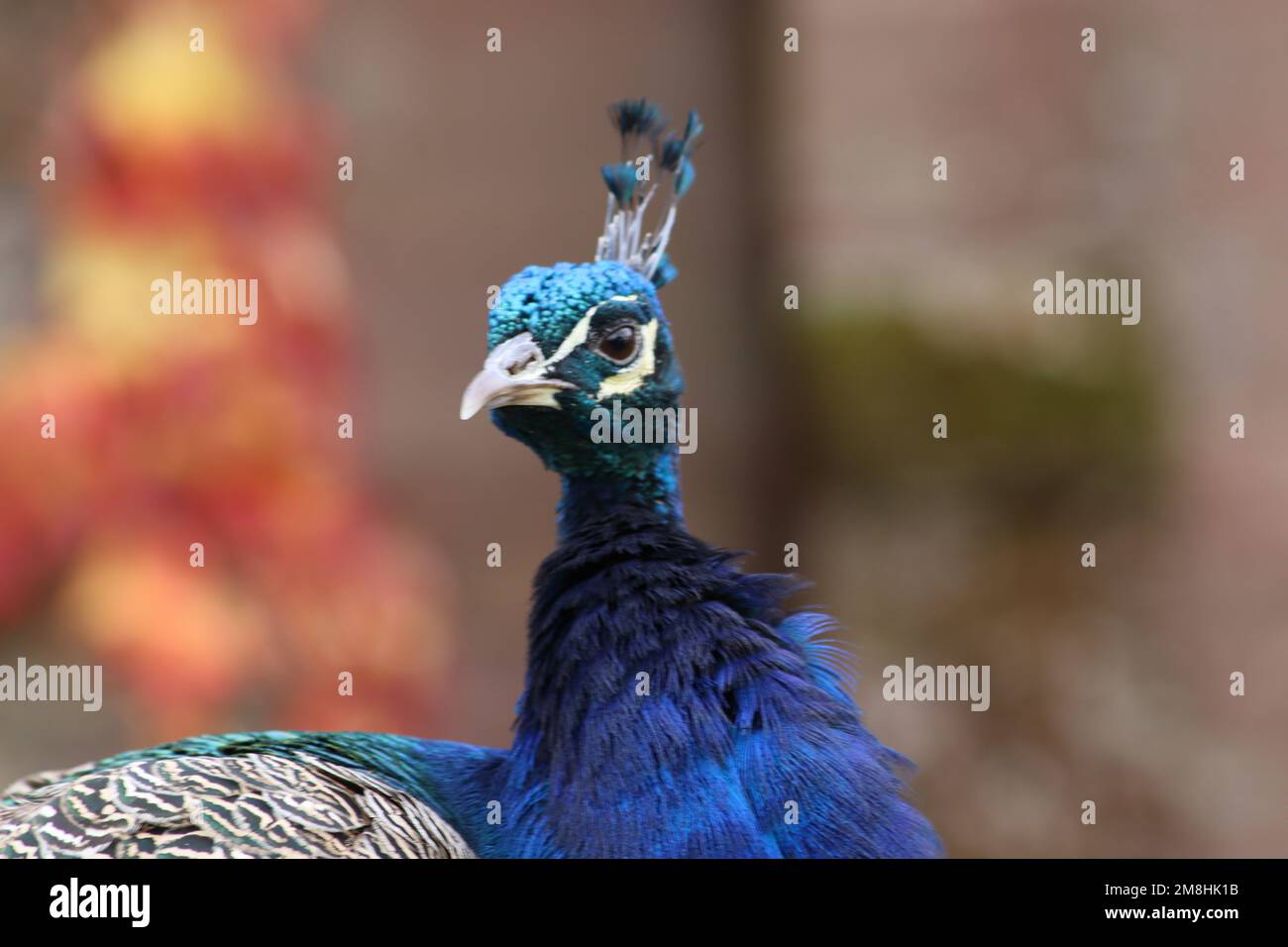 Peacock in close up Stock Photo - Alamy