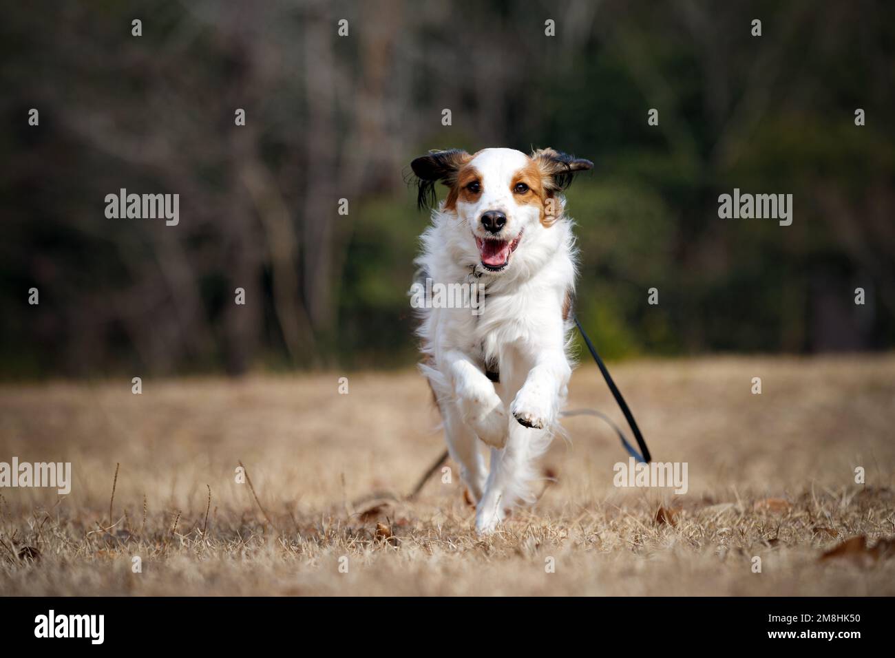 Happy purebred dog kooiker running towards the camera Stock Photo - Alamy