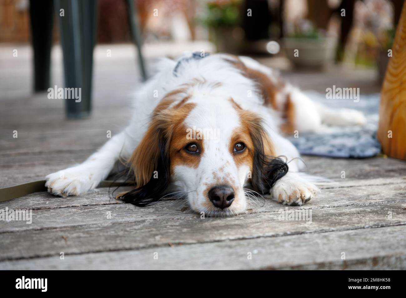 Purebred dog kooiker resting chin down on the wooden deck. Eyes close ...