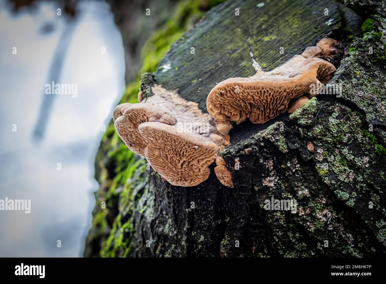 Daedalea quercina - fungus close up shot Stock Photo - Alamy