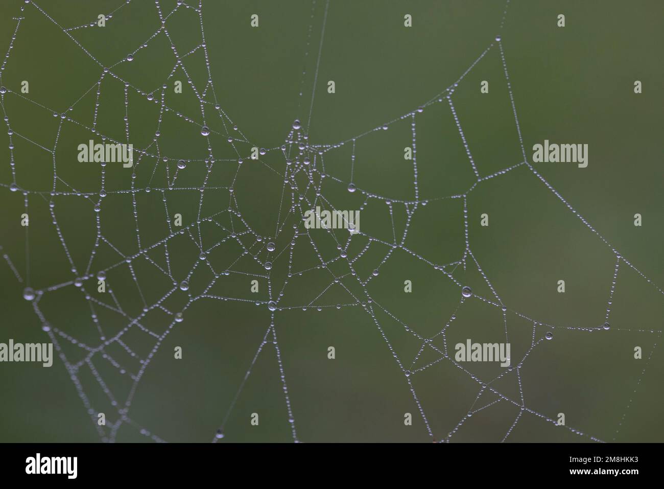 Water droplets on cobweb hi-res stock photography and images - Alamy