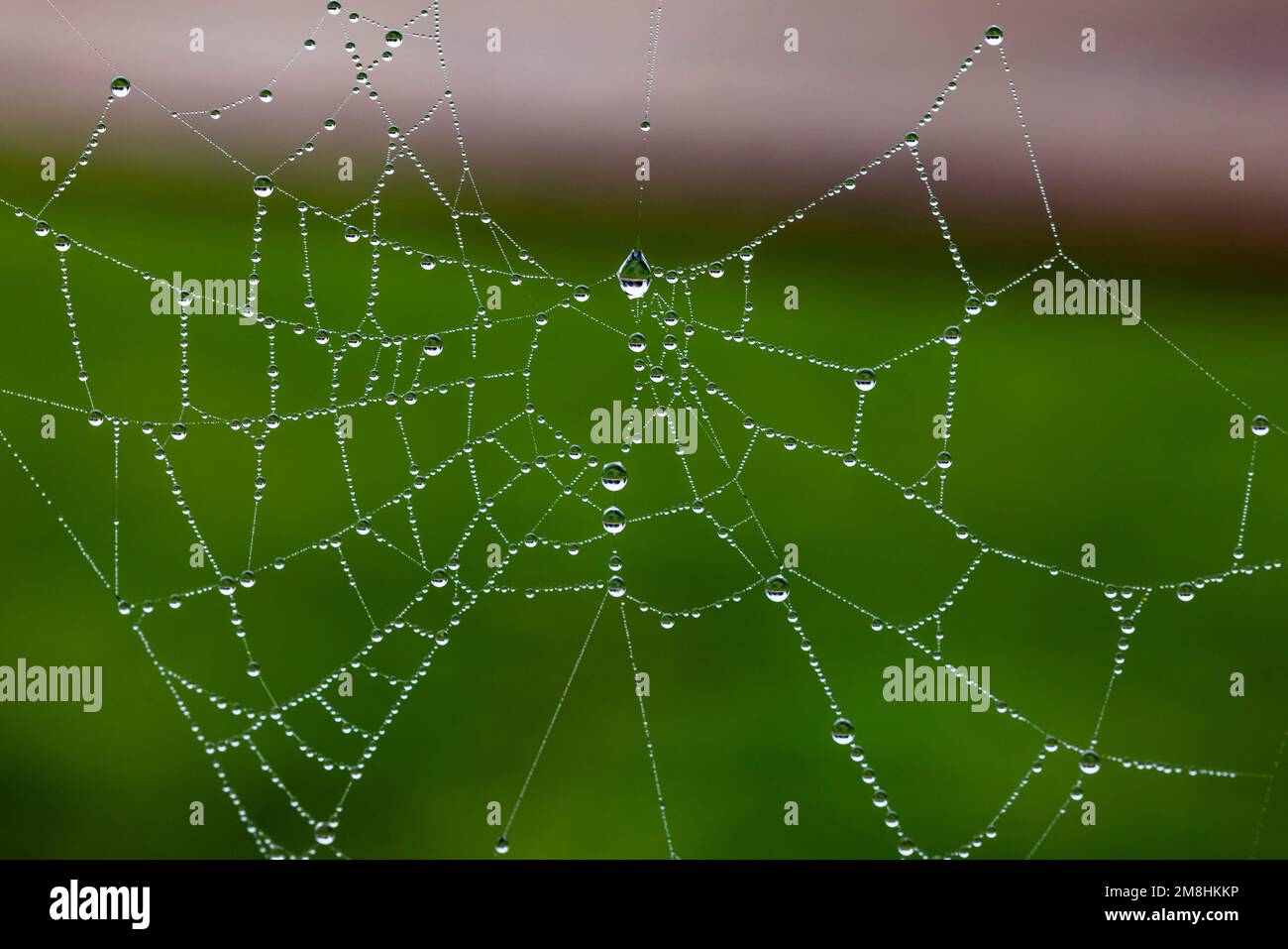 Cobweb with water droplets on the web Stock Photo - Alamy