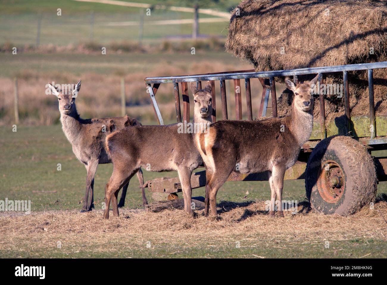 Red deer feeding in winter Stock Photo - Alamy