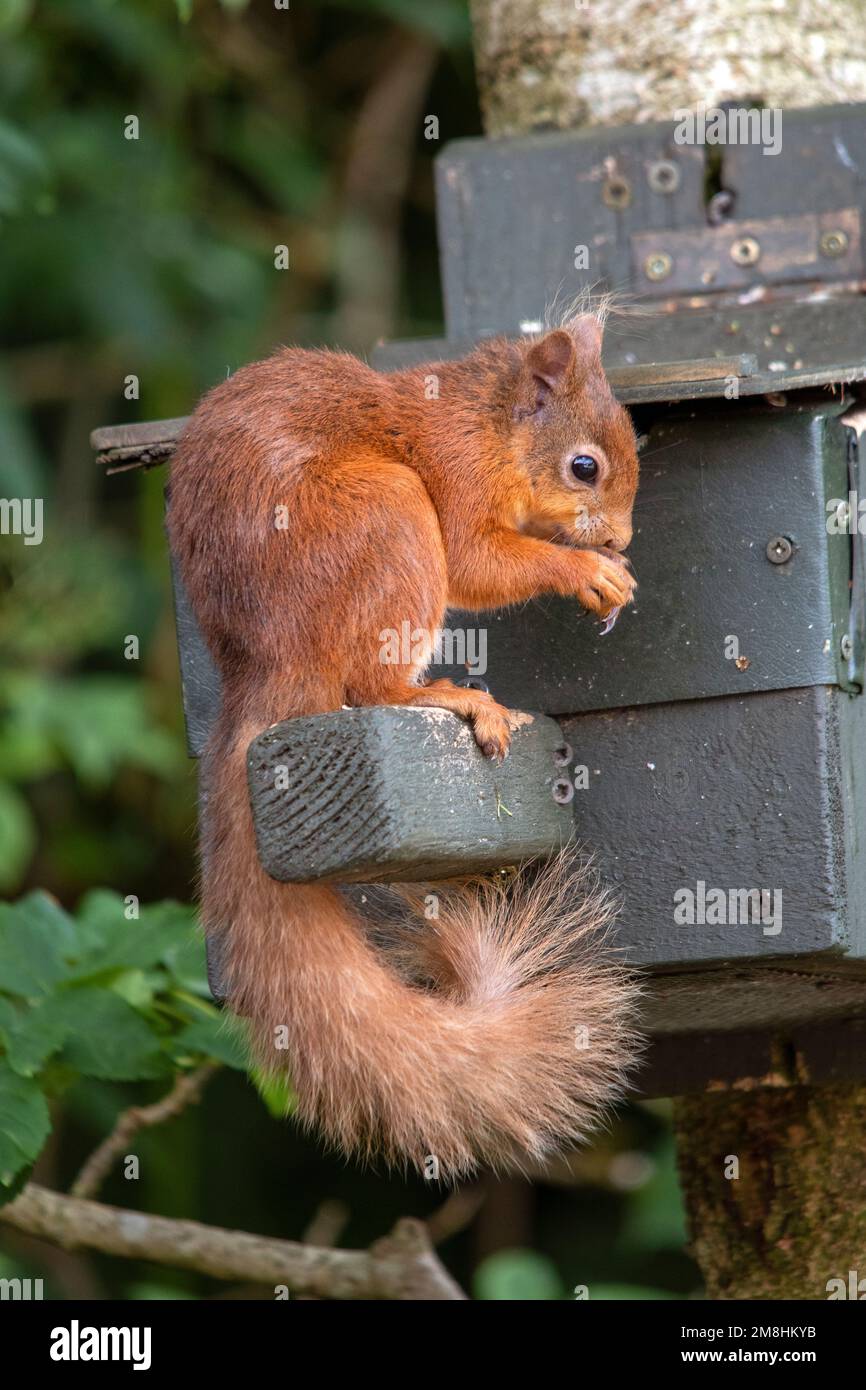 Red squirrel native species hi-res stock photography and images - Alamy
