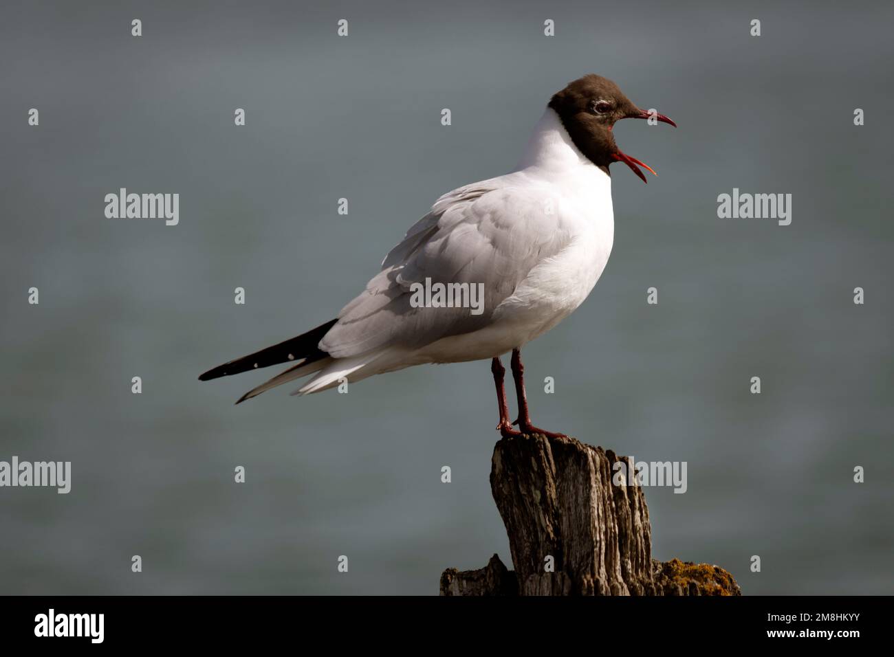 Coastal gull species hi-res stock photography and images - Alamy
