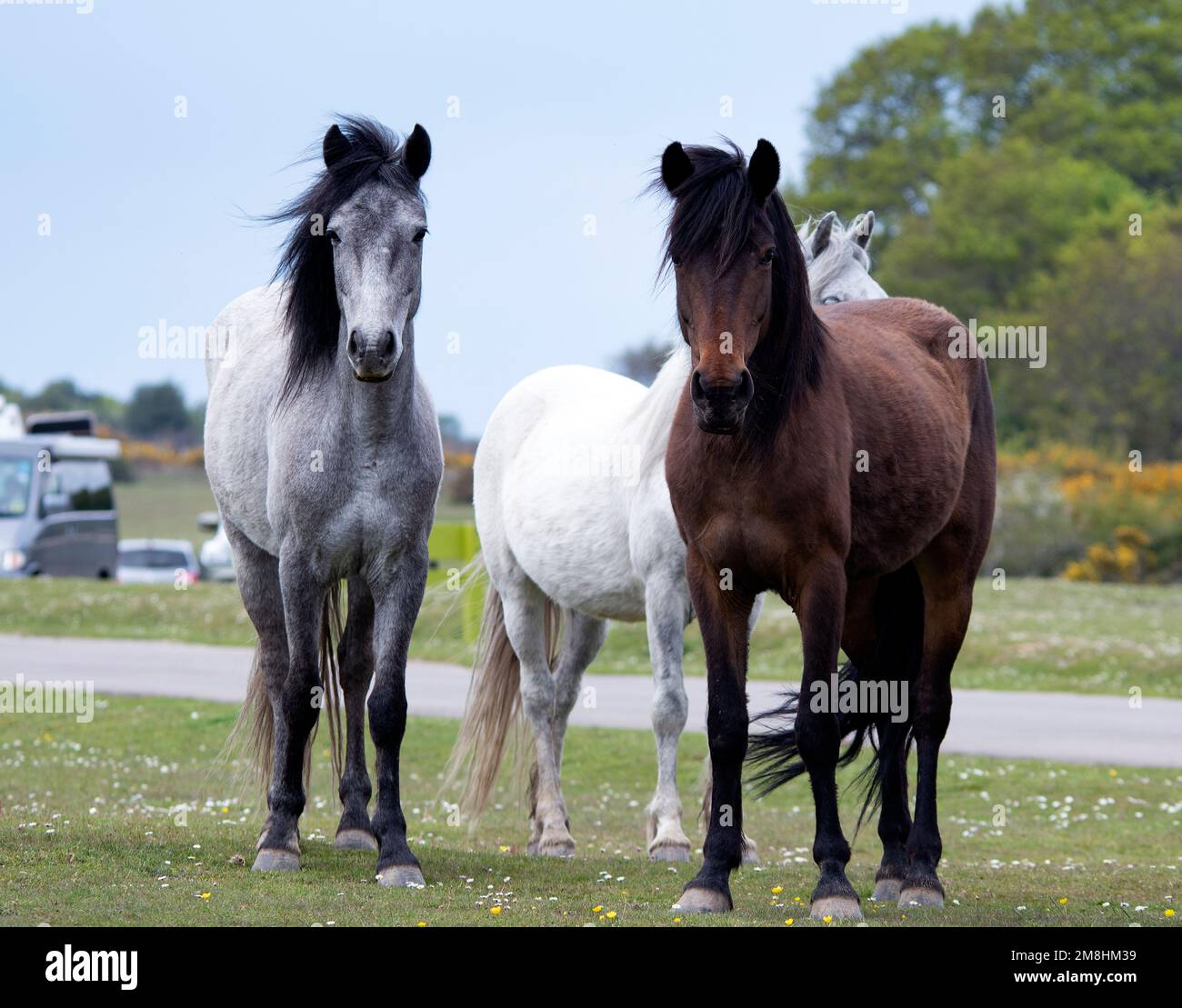New Forest National Park, Hampshire, UK. Commoners ponies running free ...