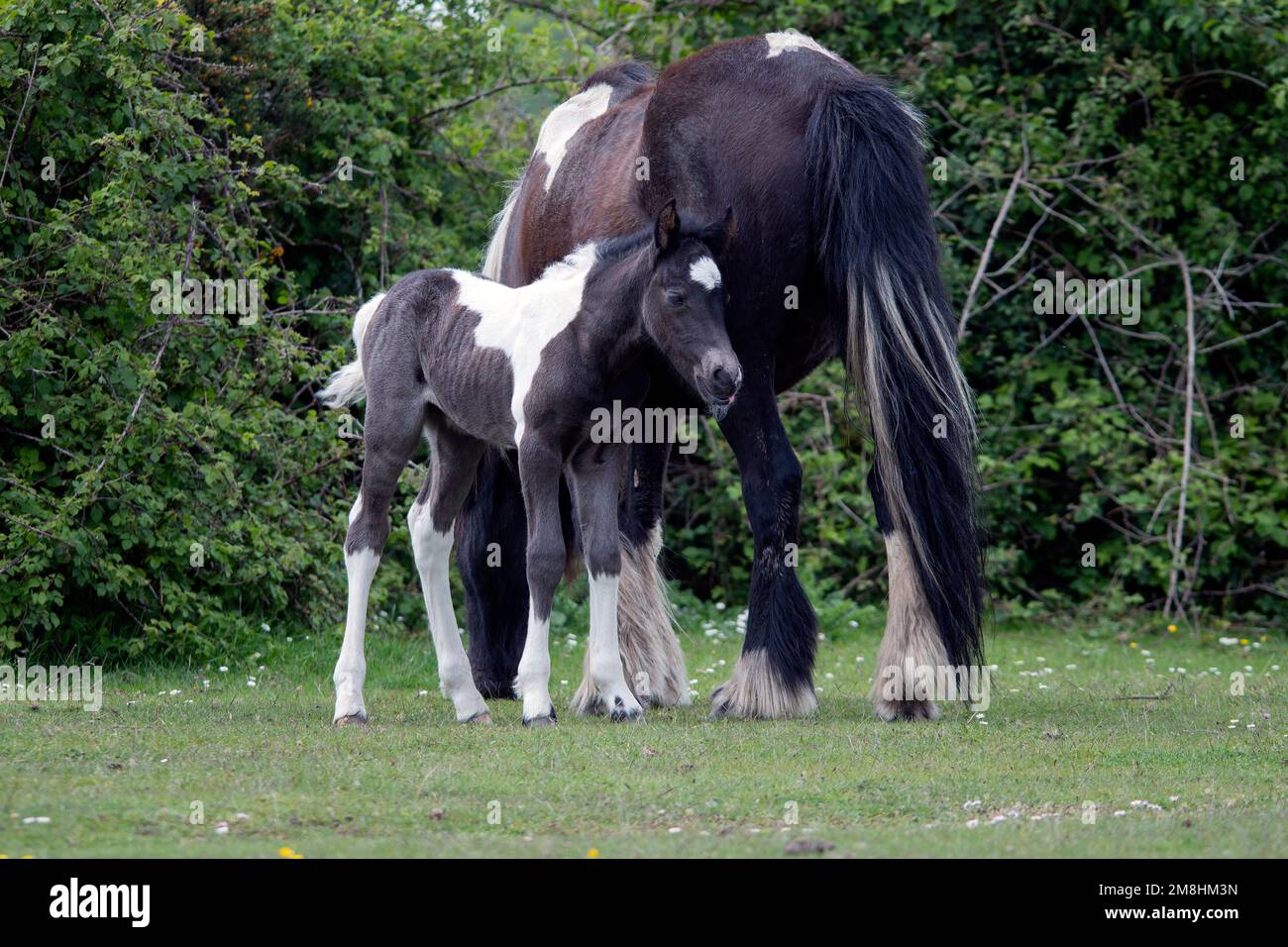 New Forest National Park, Hampshire, UK. Commoners ponies running free ...