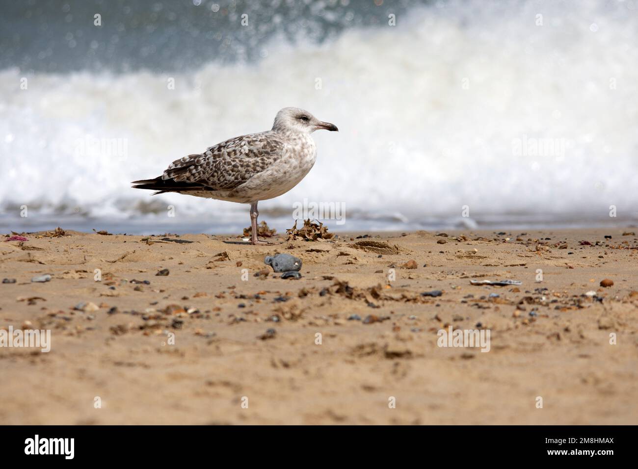Young herring gull on the beach Stock Photo - Alamy