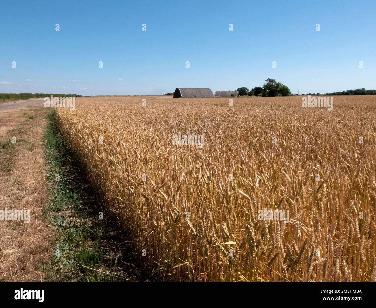 Crop growing nearing harvest time Stock Photo - Alamy