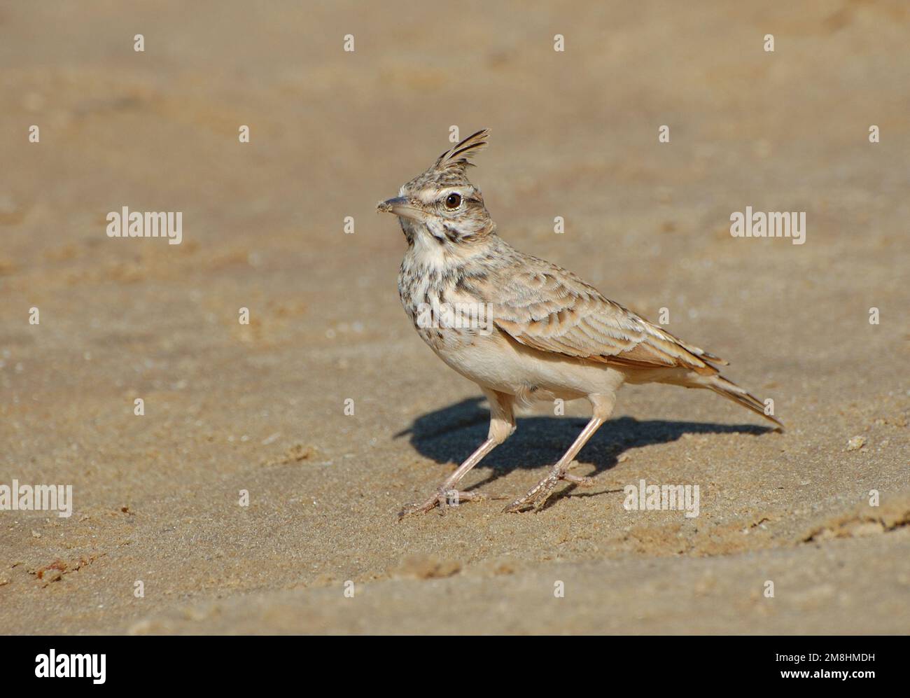 Crested lark, Galerida cristata Stock Photo - Alamy
