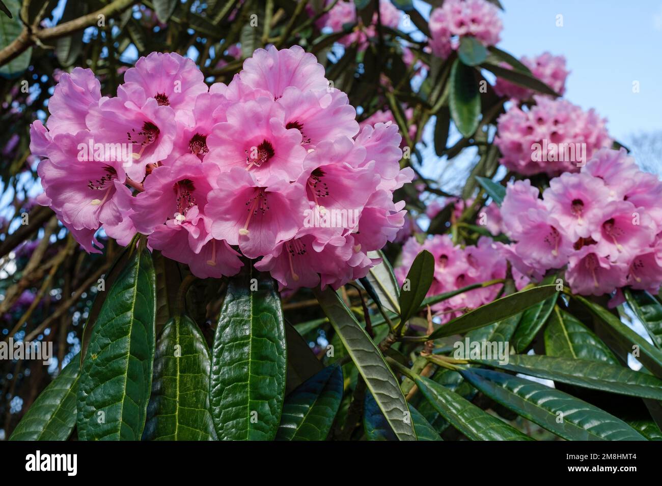 Rhododendron montroseanum 'Benmore’, Rhododendron mollyanum 'Benmore ...