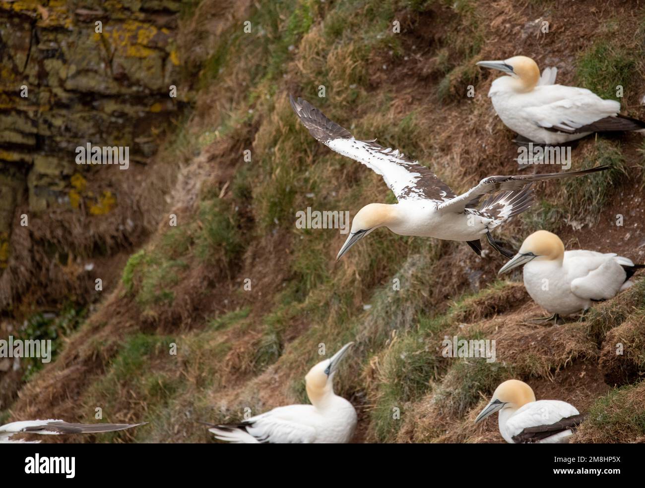 Troop Head Gannets Stock Photo - Alamy