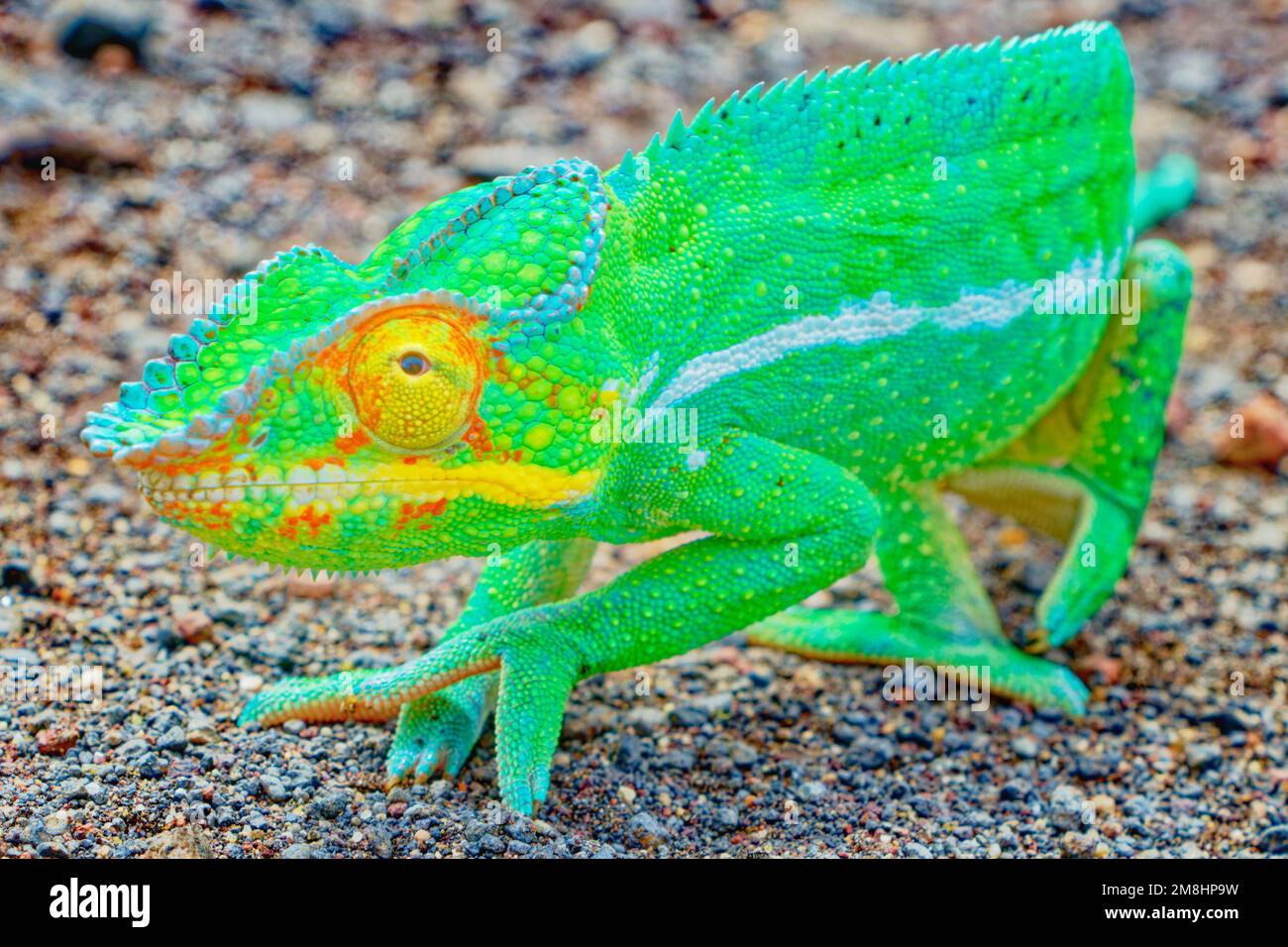 Chamaleon zunge hi-res stock photography and images - Alamy