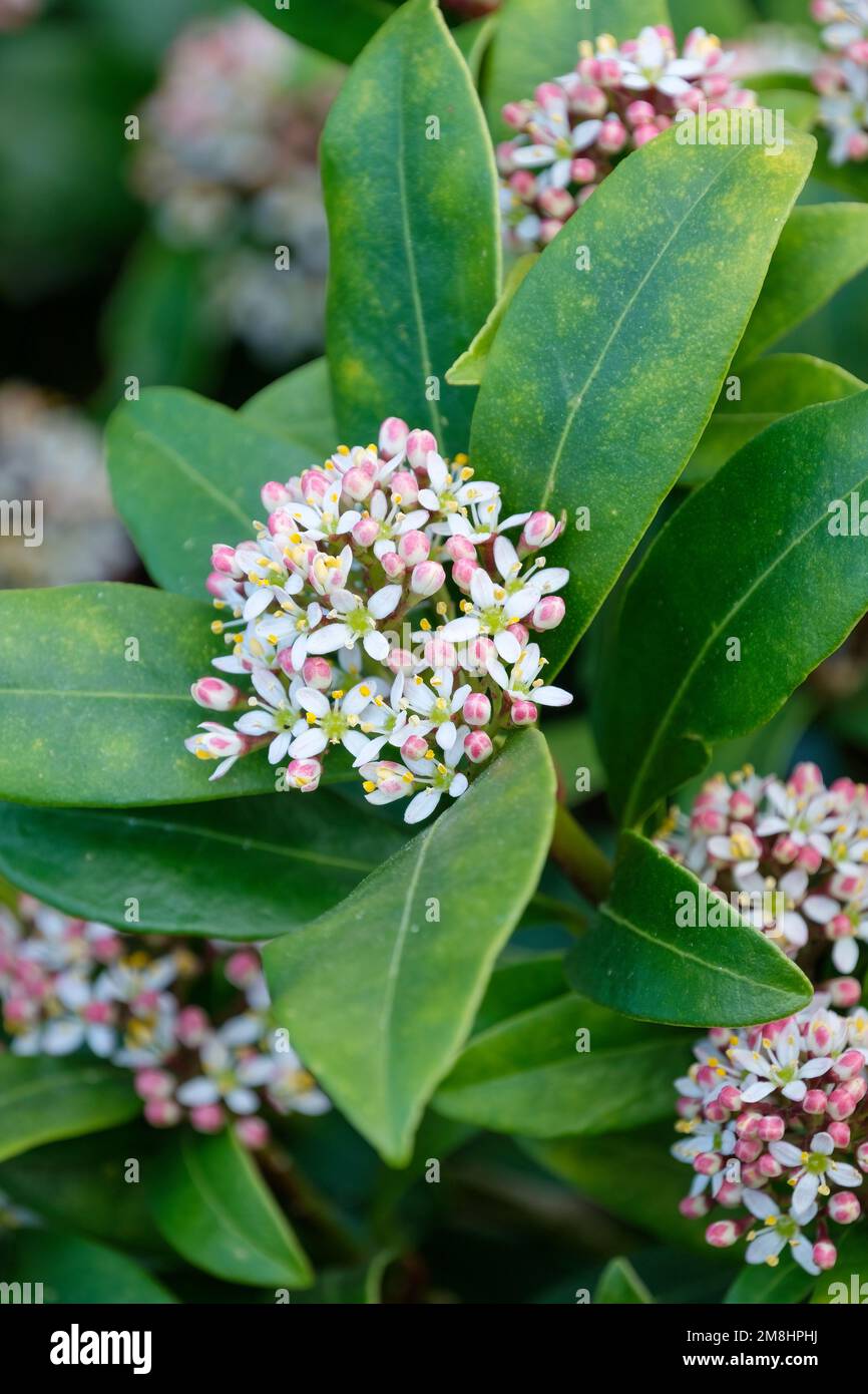 Skimmia japonica Red Princess, skimmia Red Princess, Red buds in winter ...