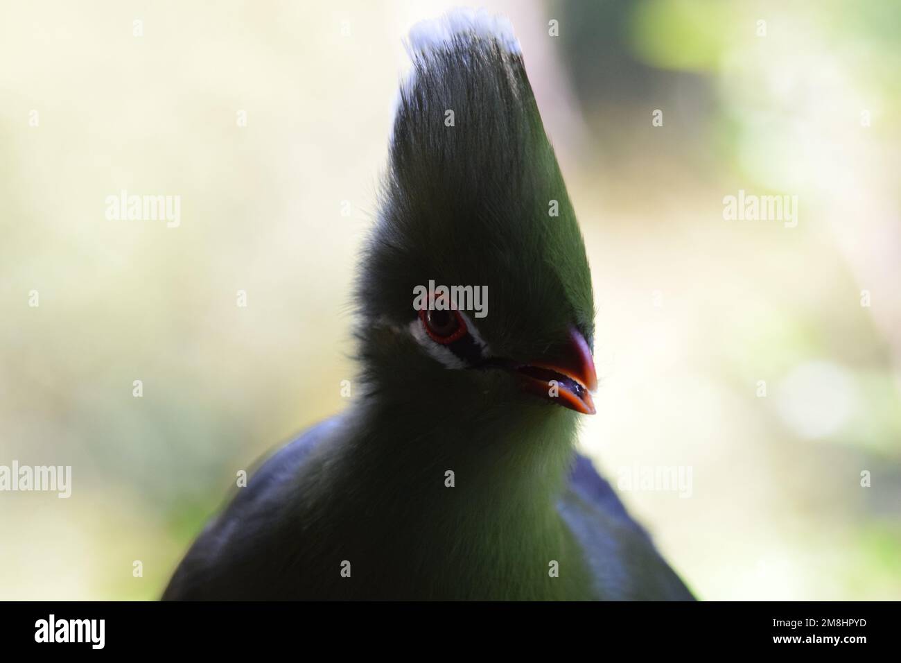 Feather symbol of zulu king hi-res stock photography and images - Alamy