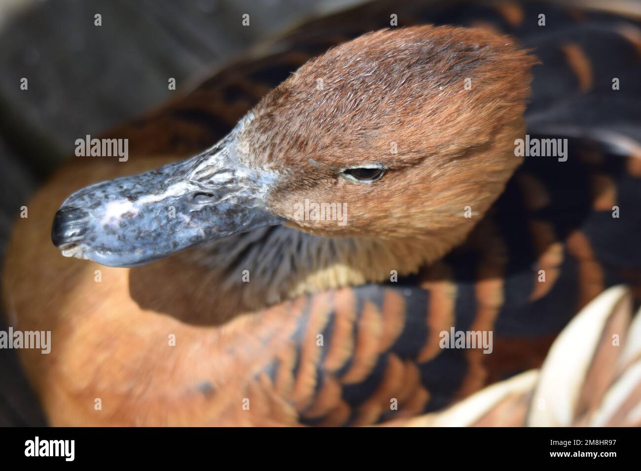 Birds of eden hi-res stock photography and images - Alamy