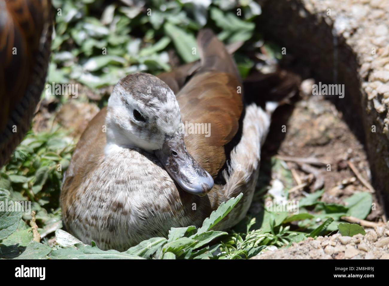 Plettenburg bay birds of eden hi-res stock photography and images - Alamy