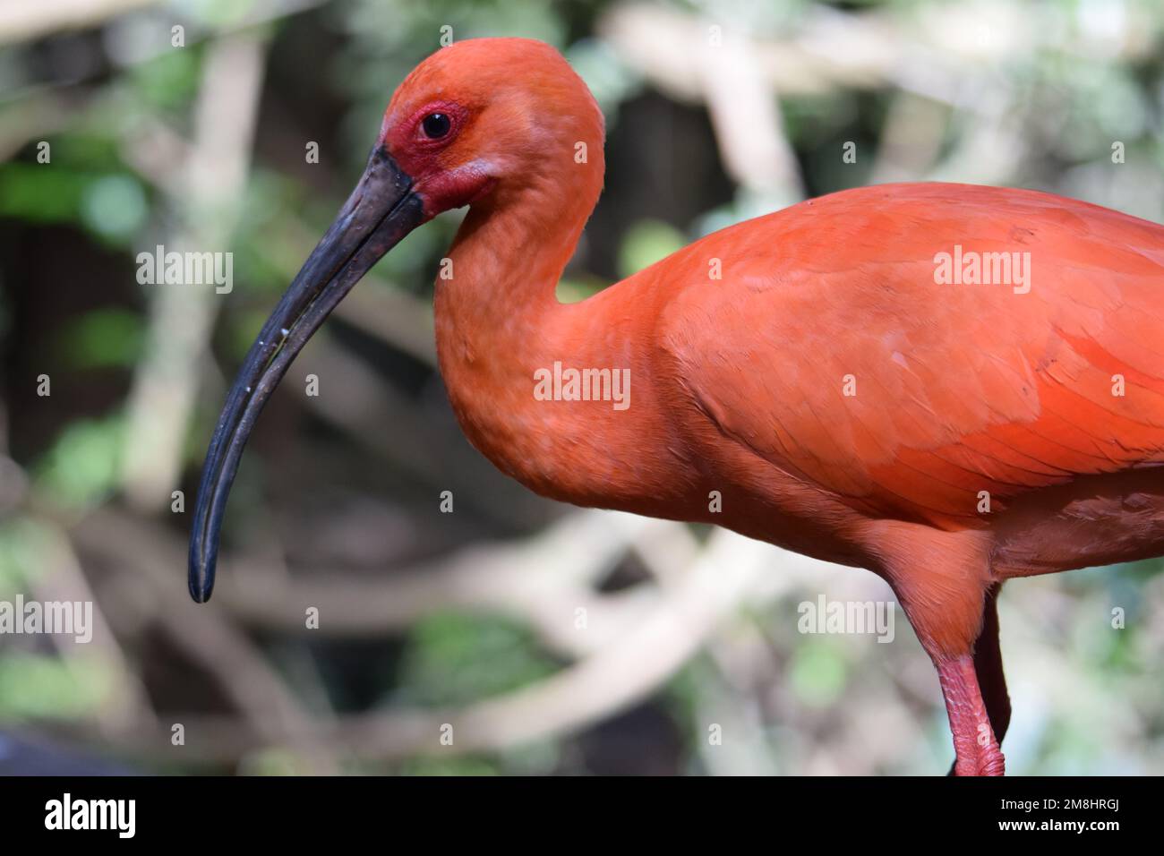 Striking Scarlet Ibis Stock Photo - Alamy