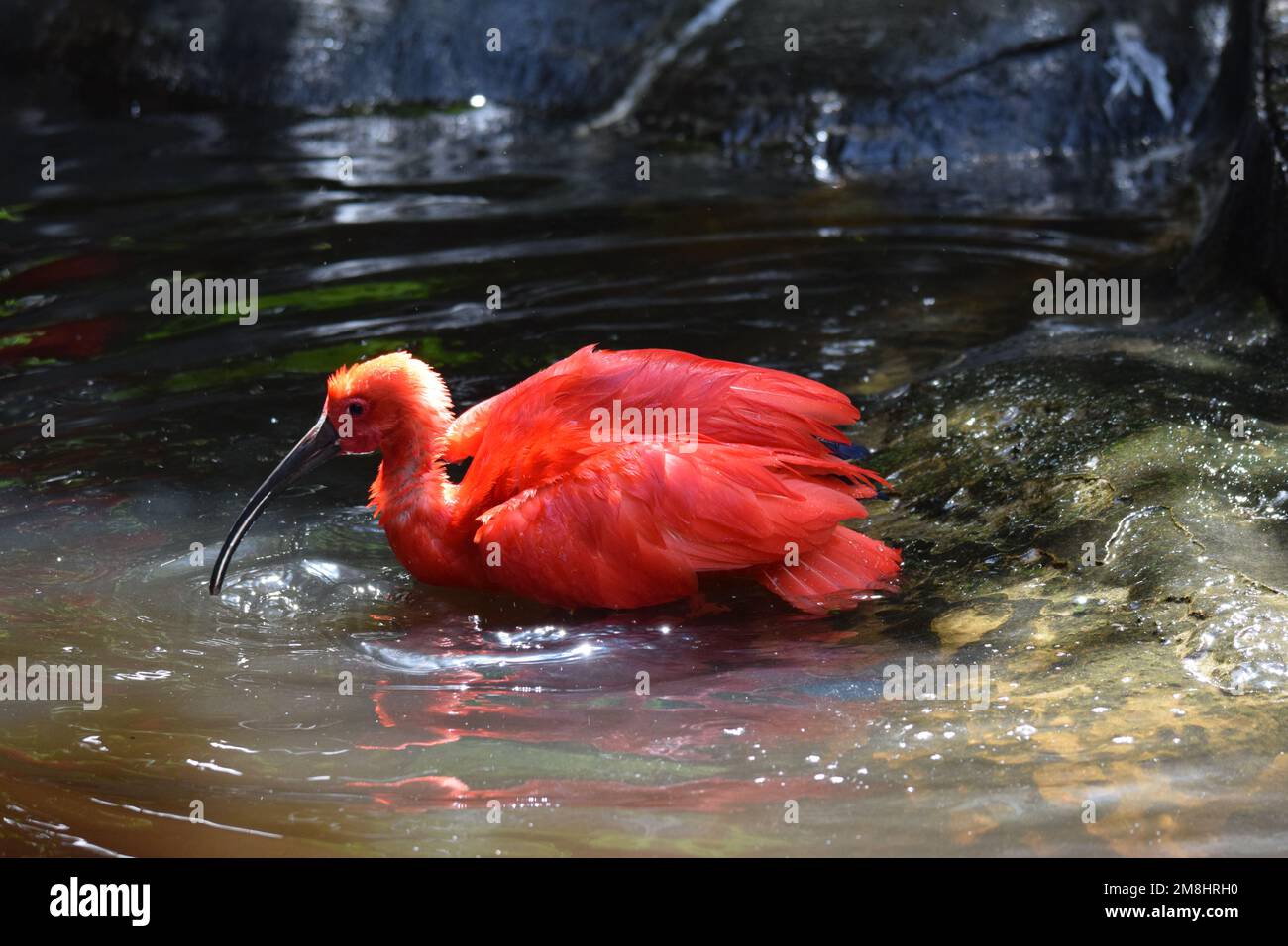 Scarlet ibis bird swimming in hi-res stock photography and images - Alamy