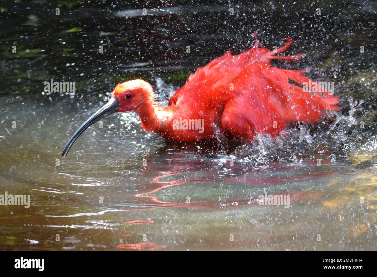 Striking Scarlet Ibis Stock Photo - Alamy
