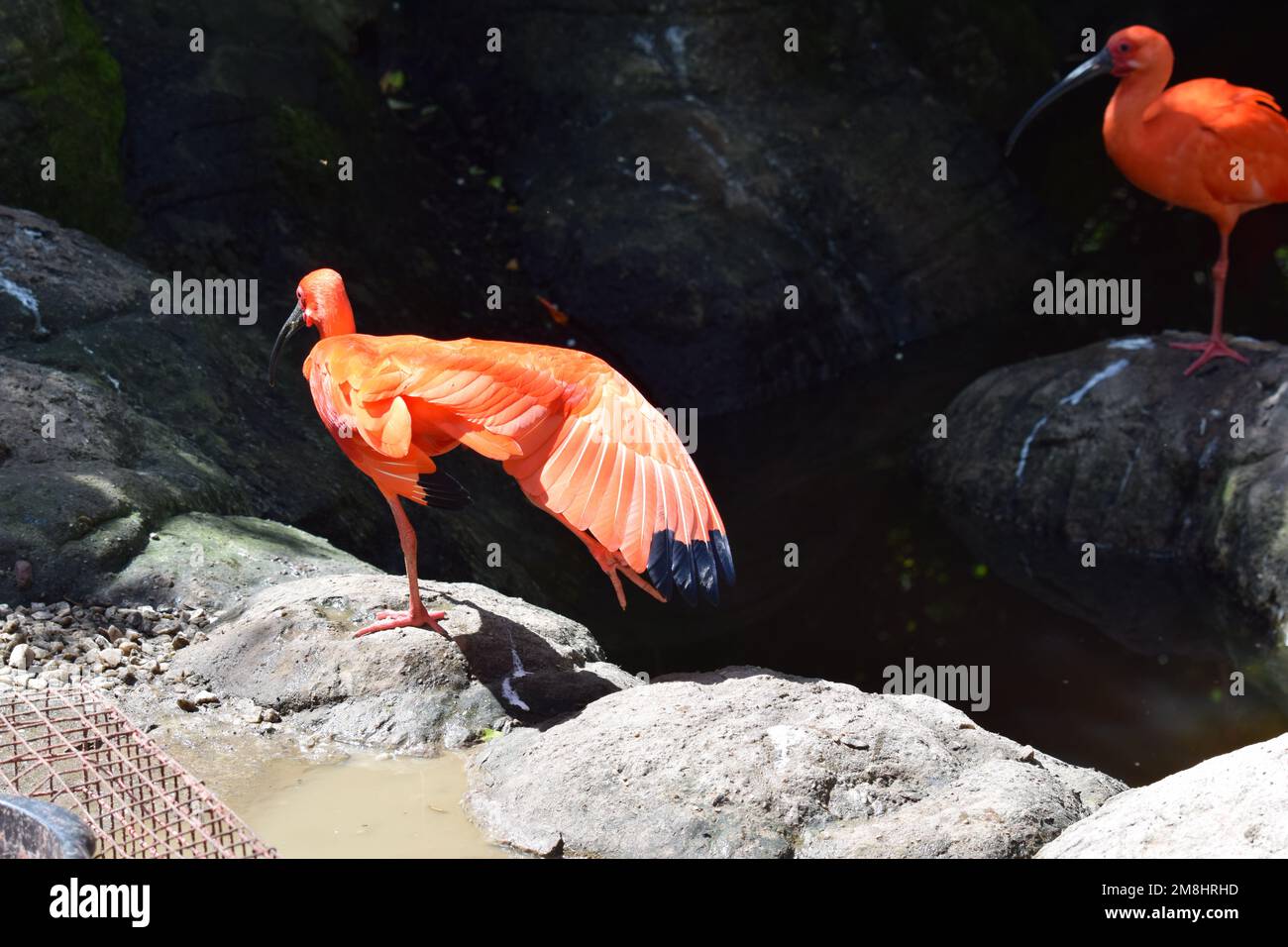 Striking ibis hi-res stock photography and images - Alamy
