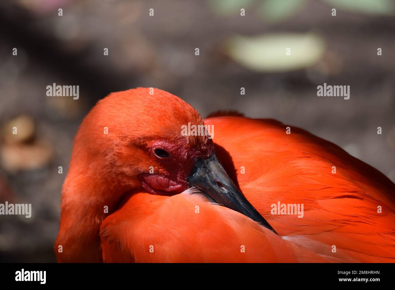 Red legged wading bird hi-res stock photography and images - Alamy