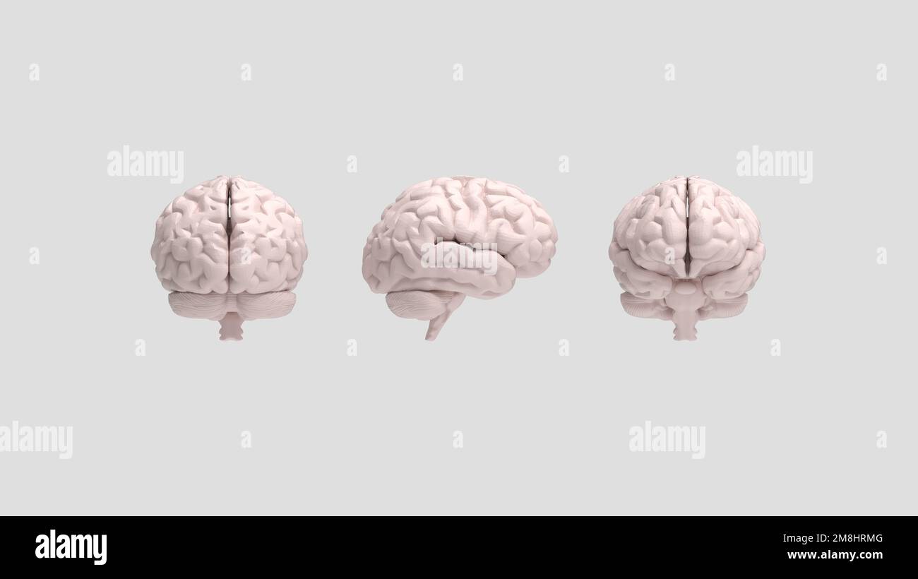 3D rendering of a brain, intelligence , thinking, inside of the head ...