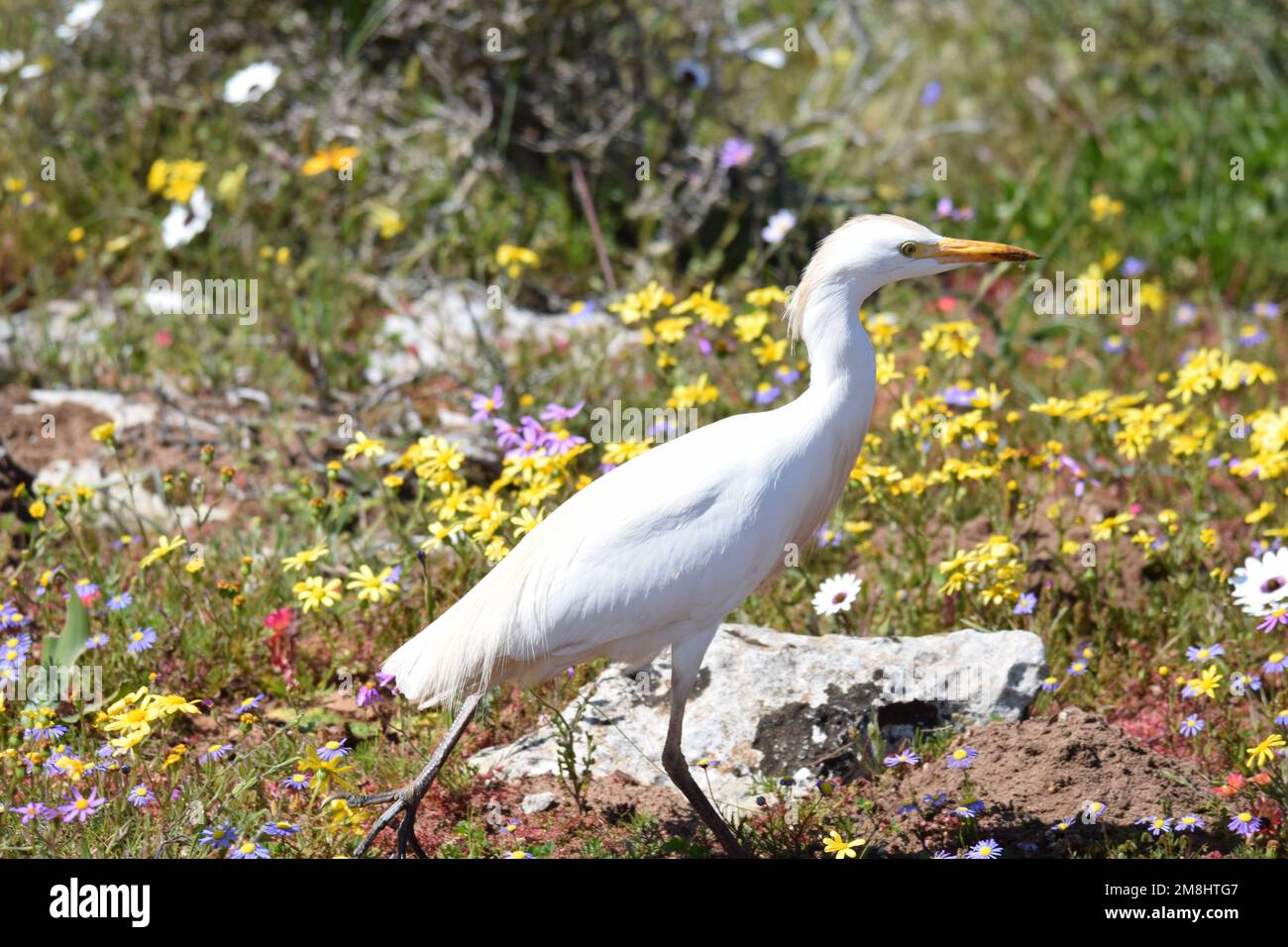 White feathered Western Cattle Egret stalking insects amongst the ...