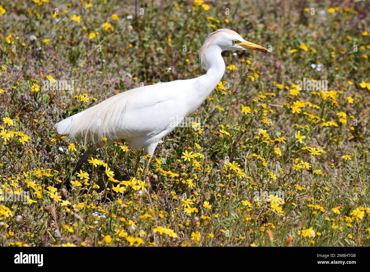 White feathered Western Cattle Egret stalking insects amongst the ...