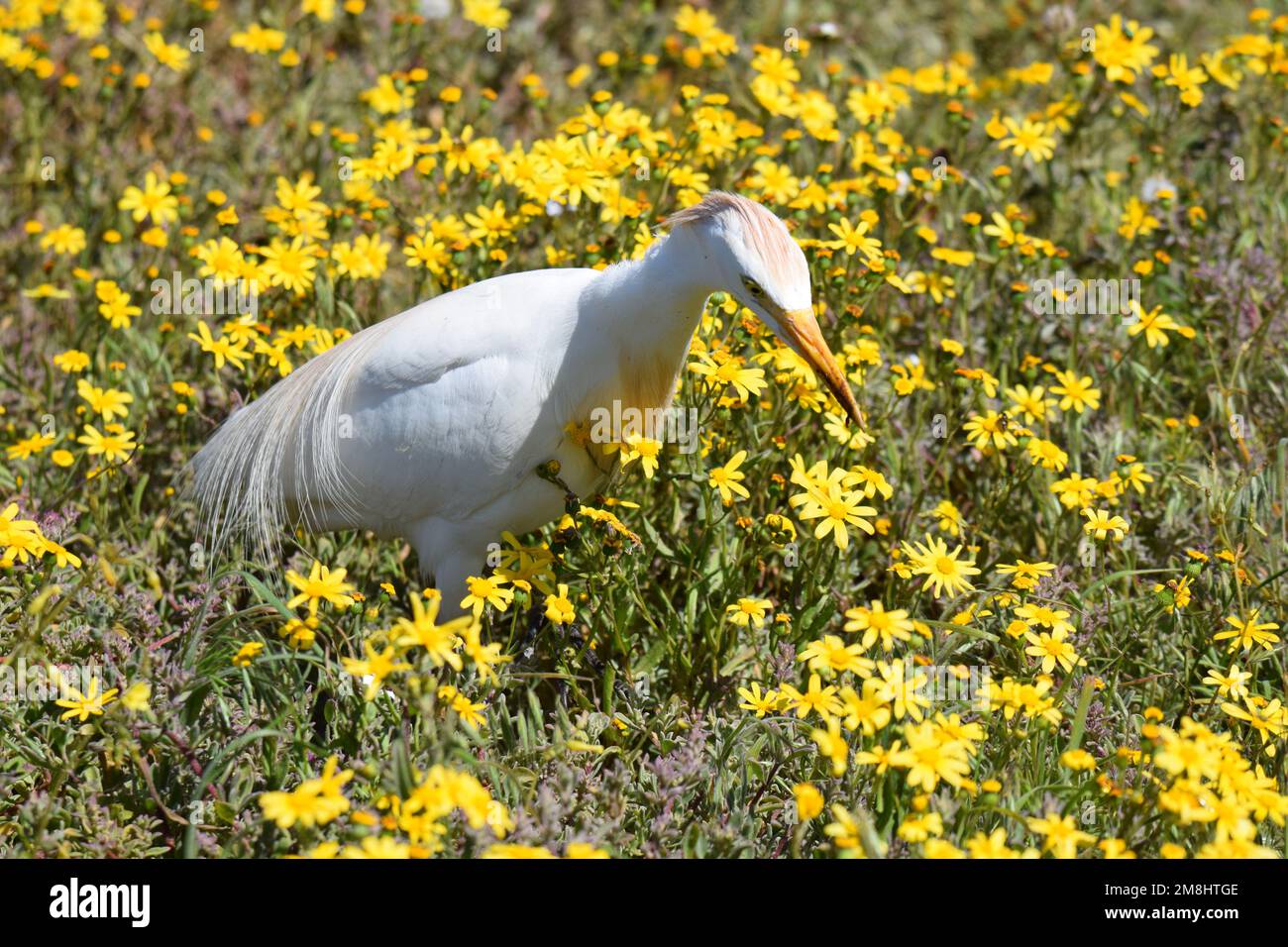 White feathered Western Cattle Egret stalking insects amongst the ...