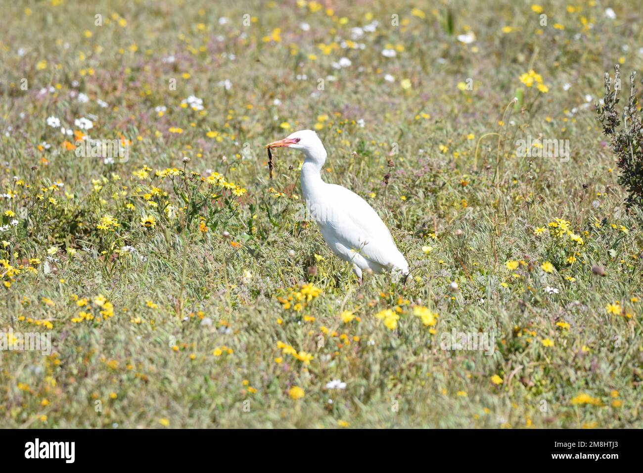 White feathered Western Cattle Egret stalking insects amongst the ...