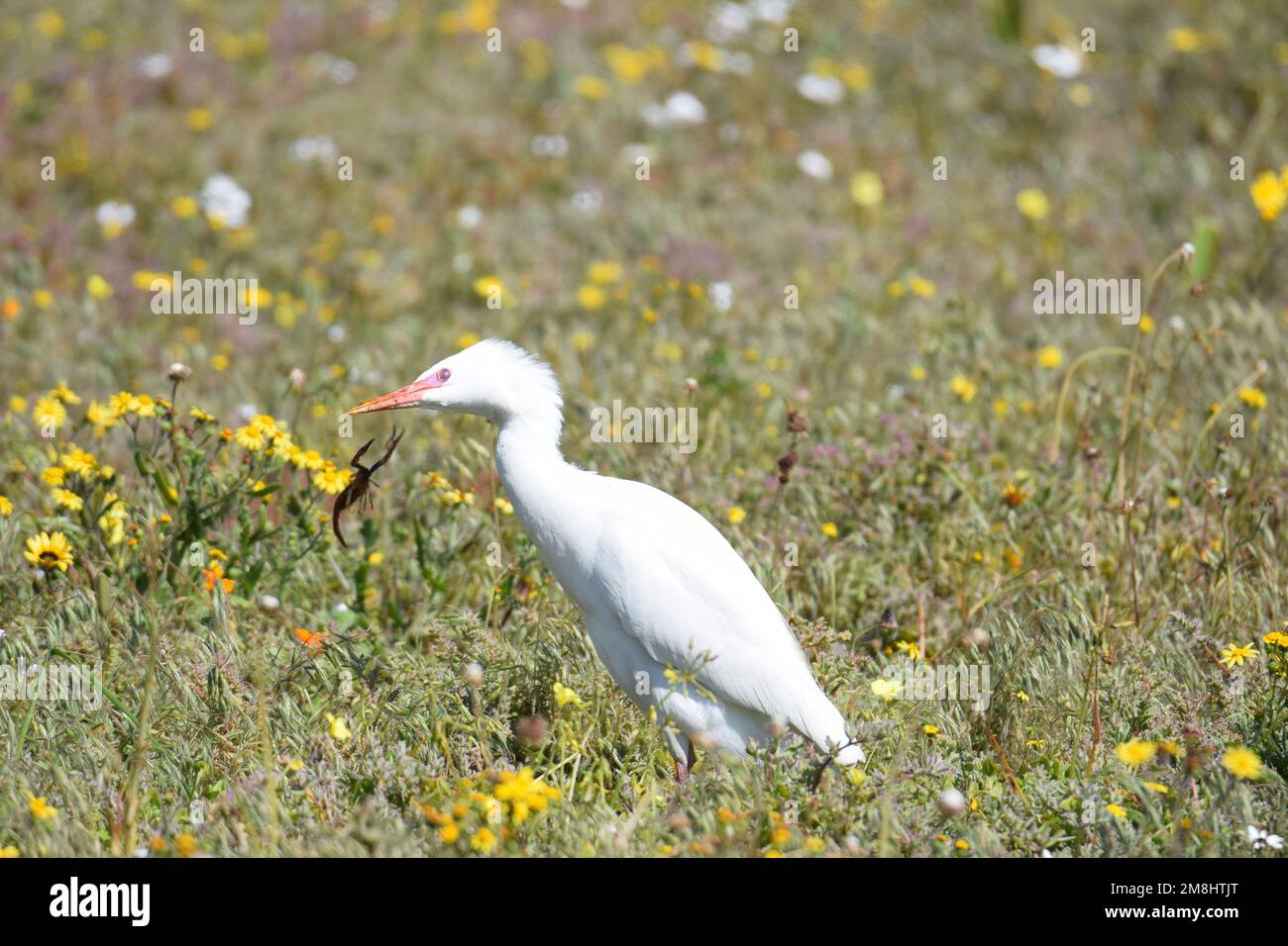 White feathered Western Cattle Egret stalking insects amongst the ...