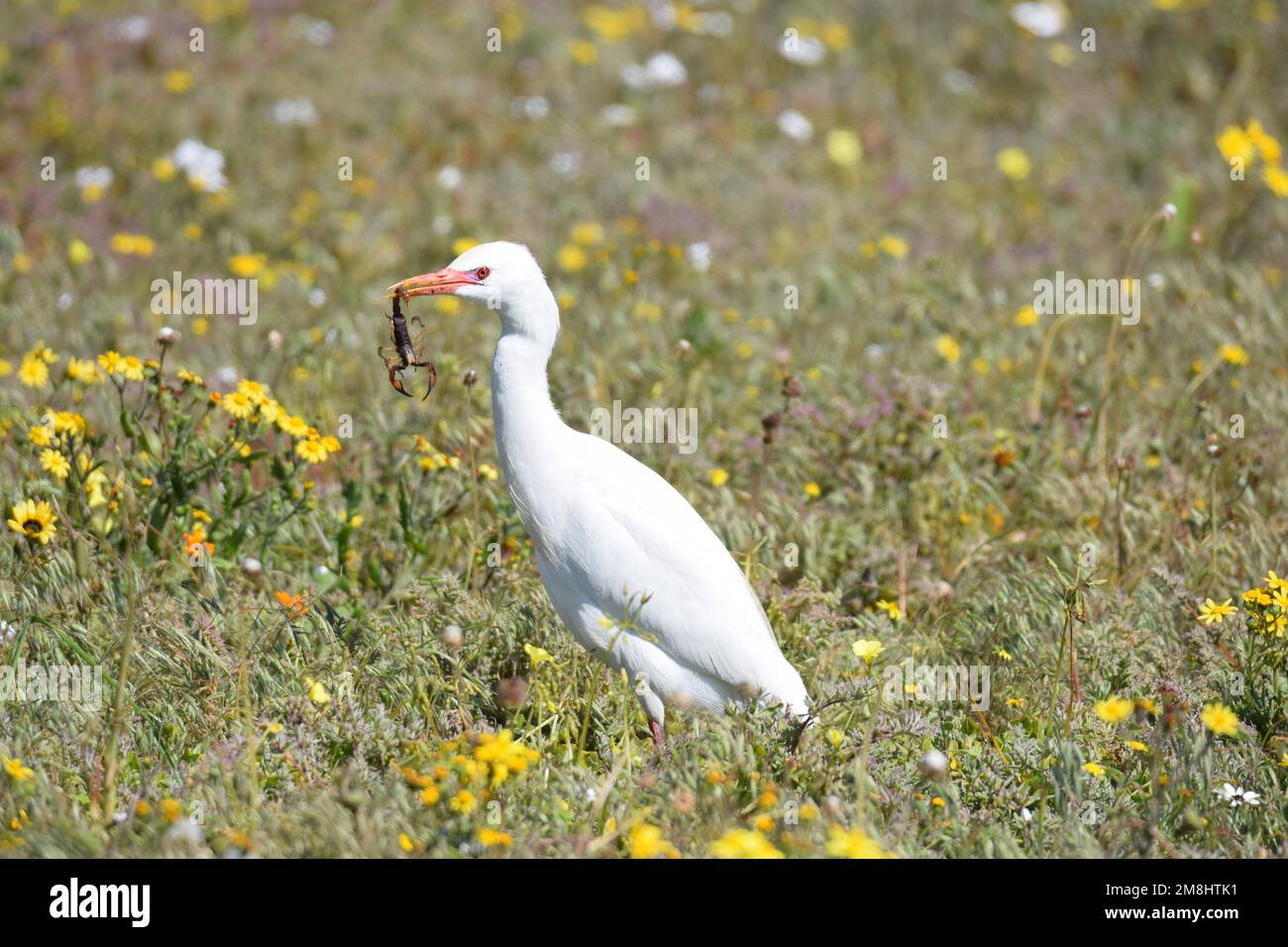 White feathered Western Cattle Egret stalking insects amongst the ...
