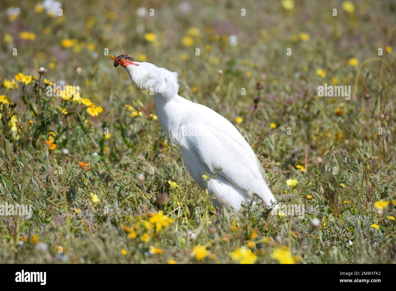White feathered Western Cattle Egret stalking insects amongst the ...